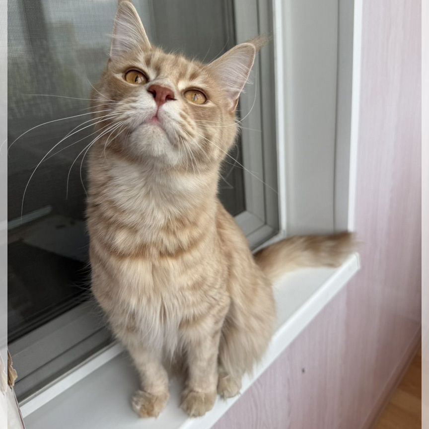 Мейн-кун, взрослая кошка