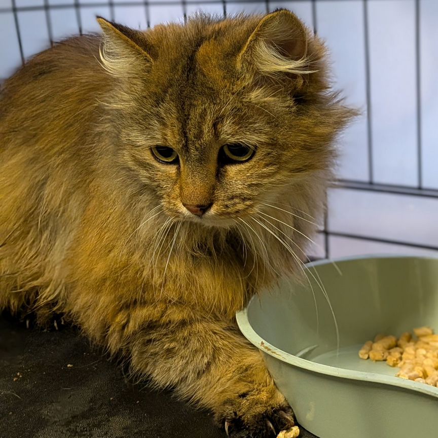 Взрослая, кошка в добрые руки