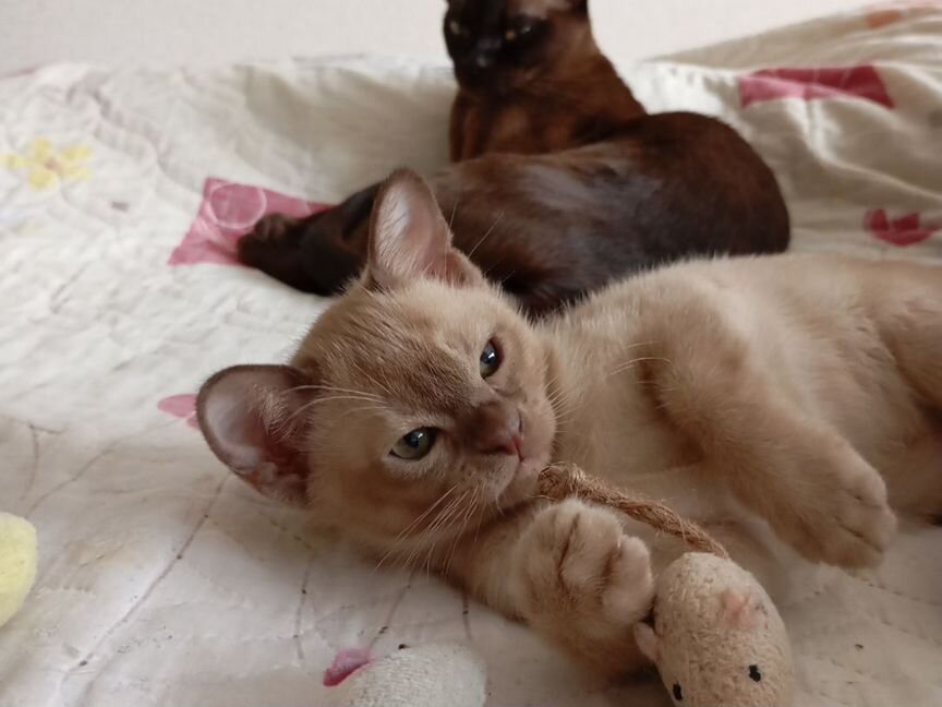 Бурманская