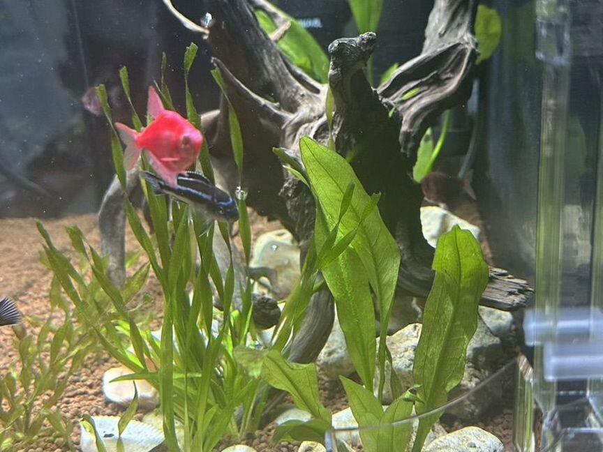 Кормушка для рыб