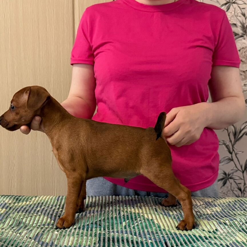 Цвергпинчер, щенок