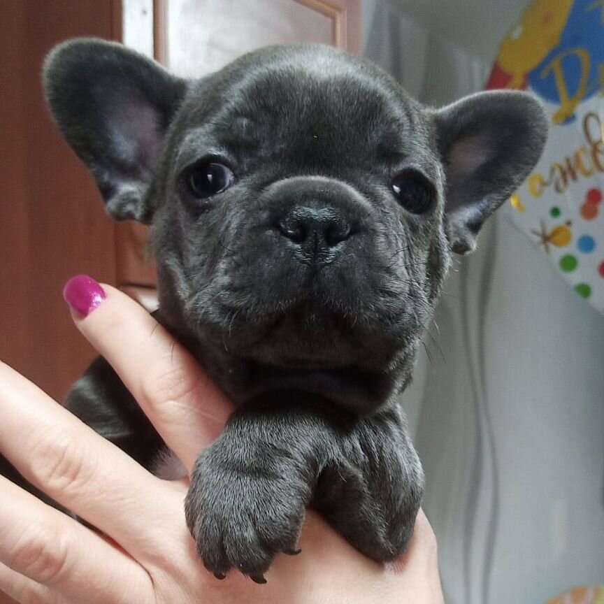 Французский бульдог, щенок