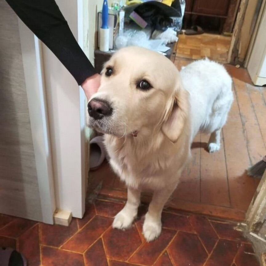 Золотистый ретривер в добрые руки