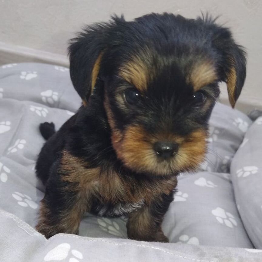 Йоркширский терьер