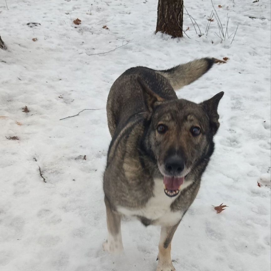 Собачка из приюта