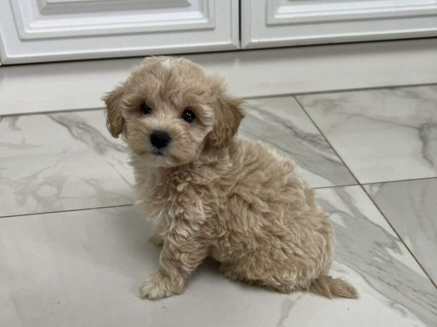 Мальтипу ф1 мальчик карамель милашка