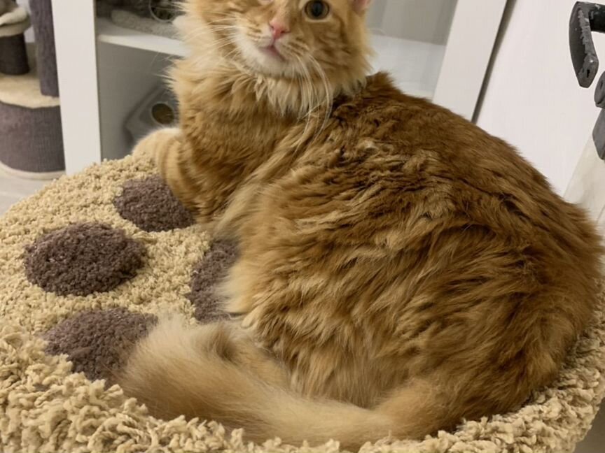 Пушистый Рыжик в дар