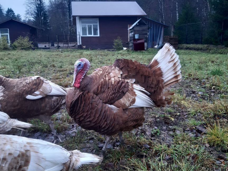Индюки домашние