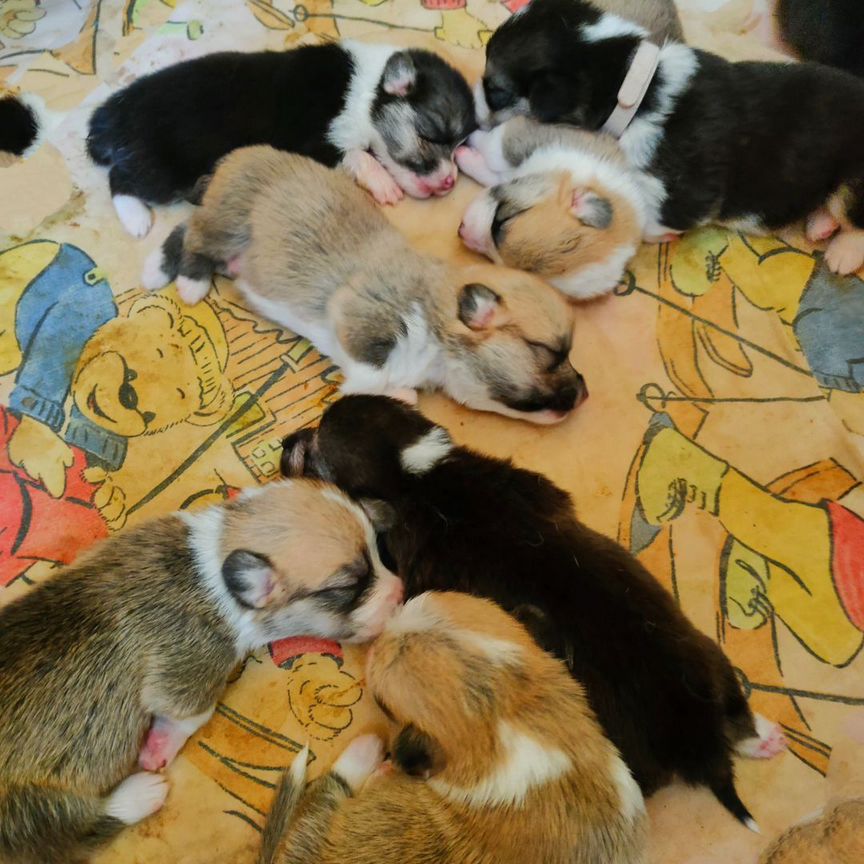 Вельш корги пемброк на ноябрь Бронь открыта