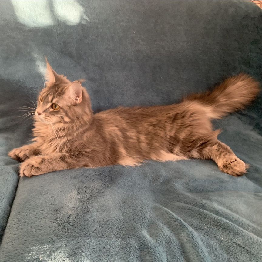 Мейн-кун, взрослая кошка