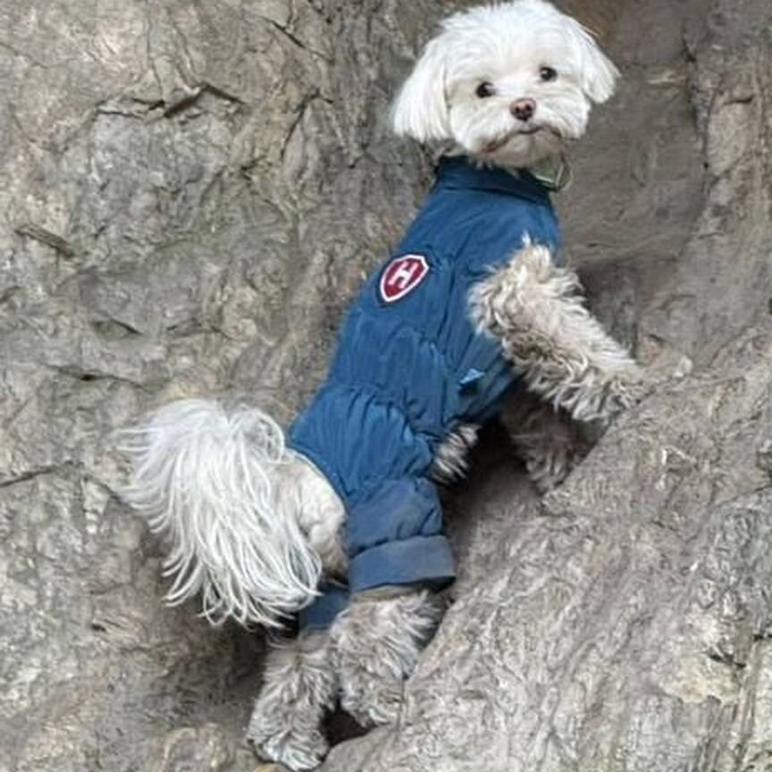 Комбинезон для маленькой собаки s