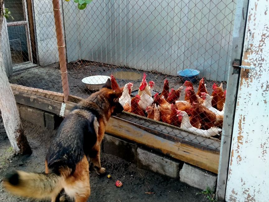 Куры несушки