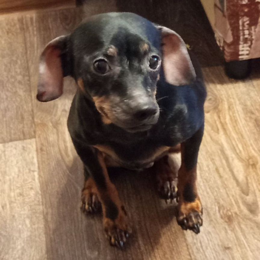 Русский той-терьер, взрослый пёс