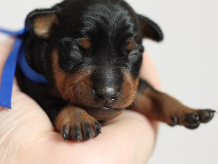 Цвергпинчер щенок