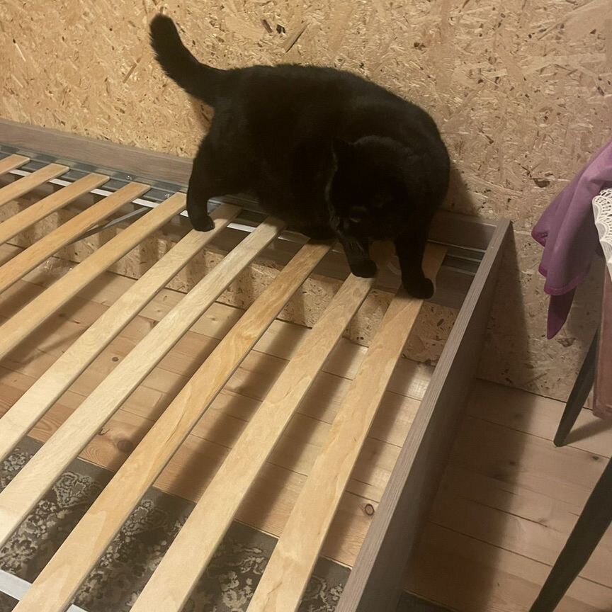 Британский кот