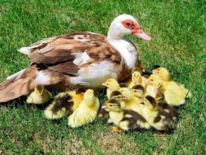 Индоутята суточные