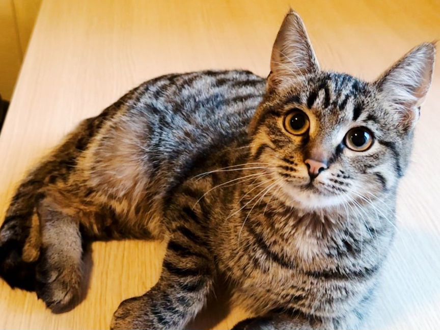 Самый ласковый, контактный полосатый котёнок 6 мес