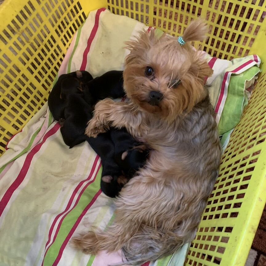 Йоркширский терьер щенки