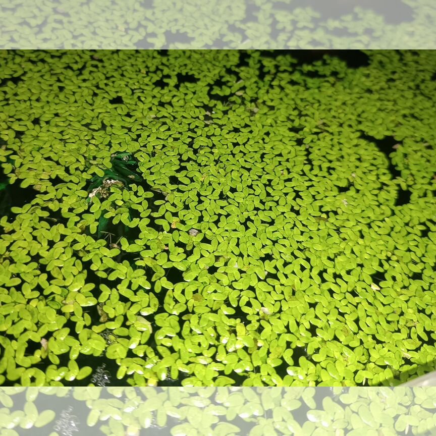 Отдам ряску