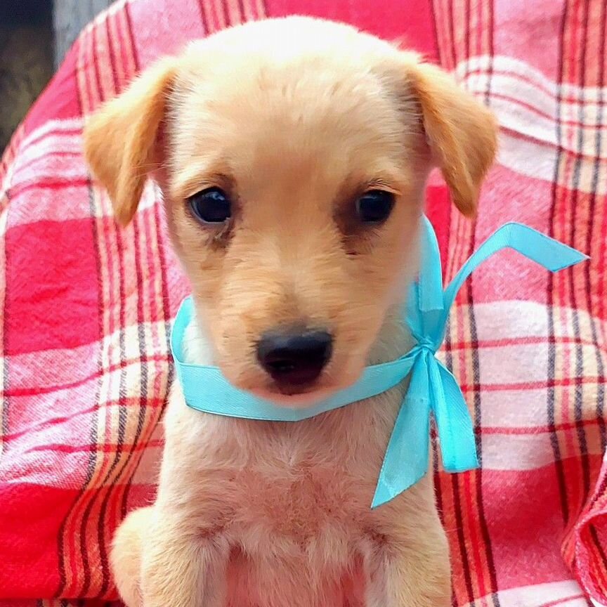 Крохотный щенок в дар