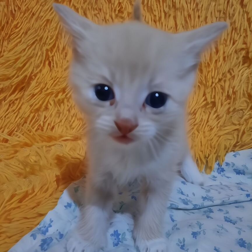 Сибирский котёнок