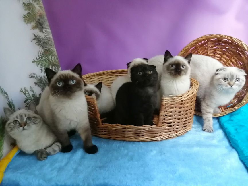 Котятки привитые породистые с Шотландии