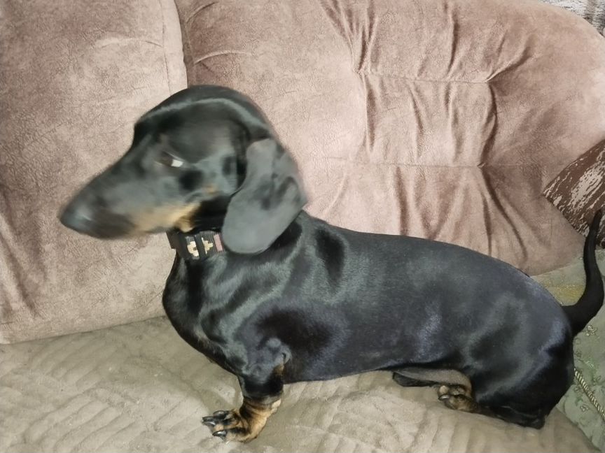 Такса ищет невесту