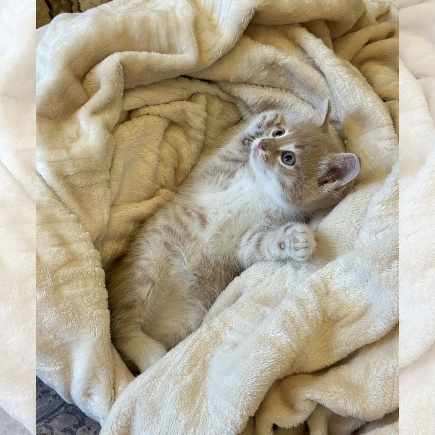 Котёнок в добрые руки