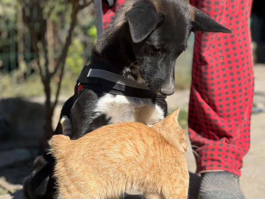 Красивая собадевочка ищет дом