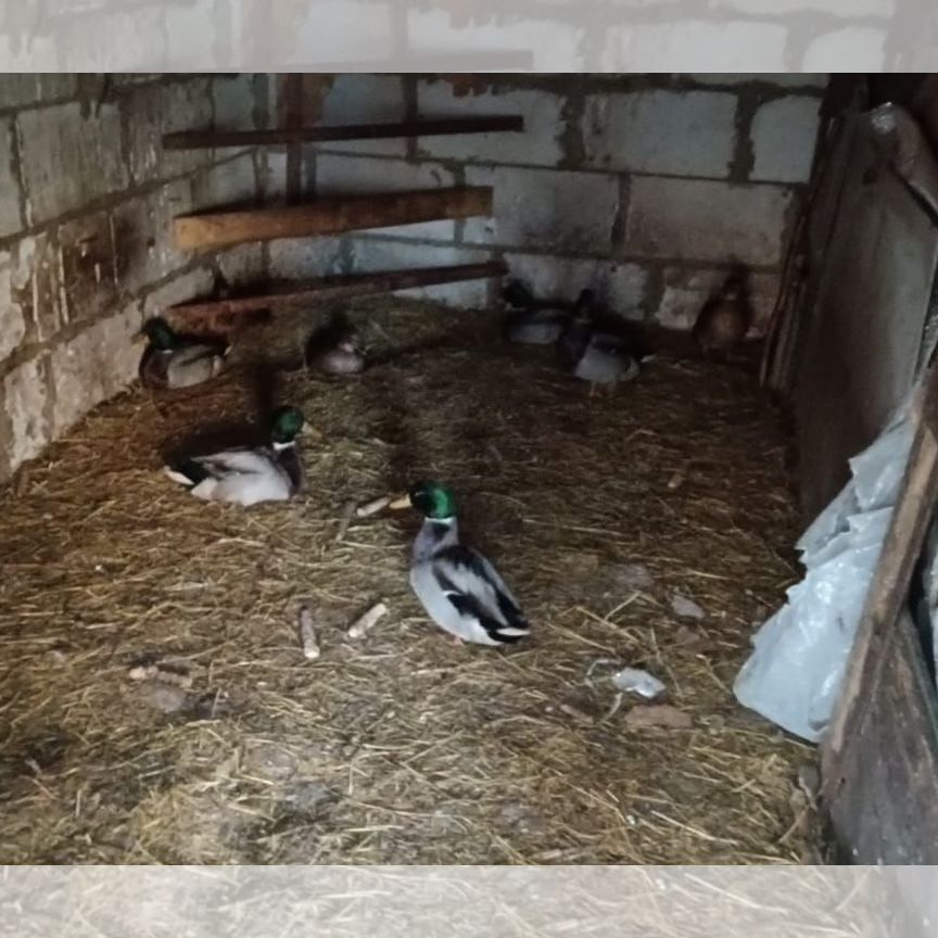 Утки селезень