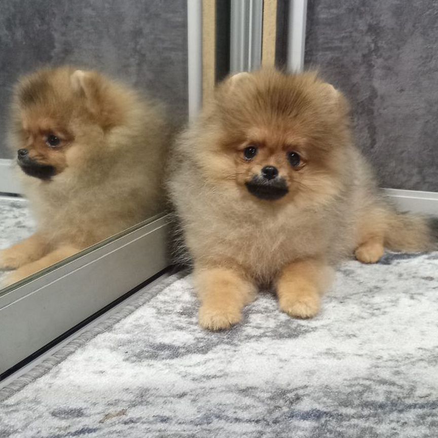 Померанский шпиц, щенок