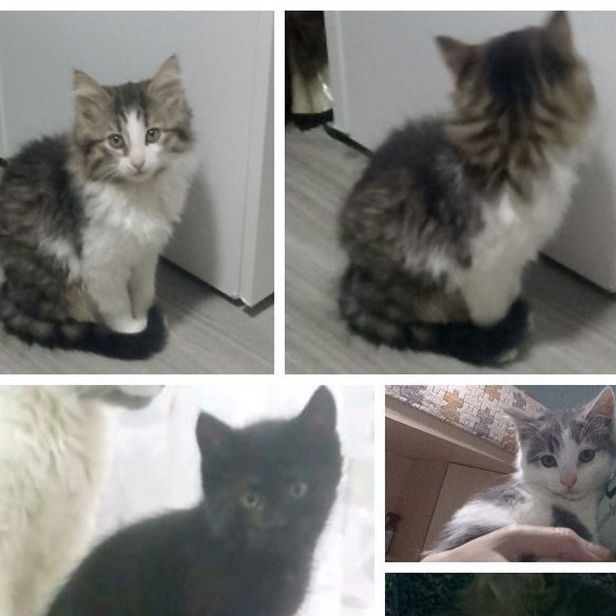 Котята в добрые руки