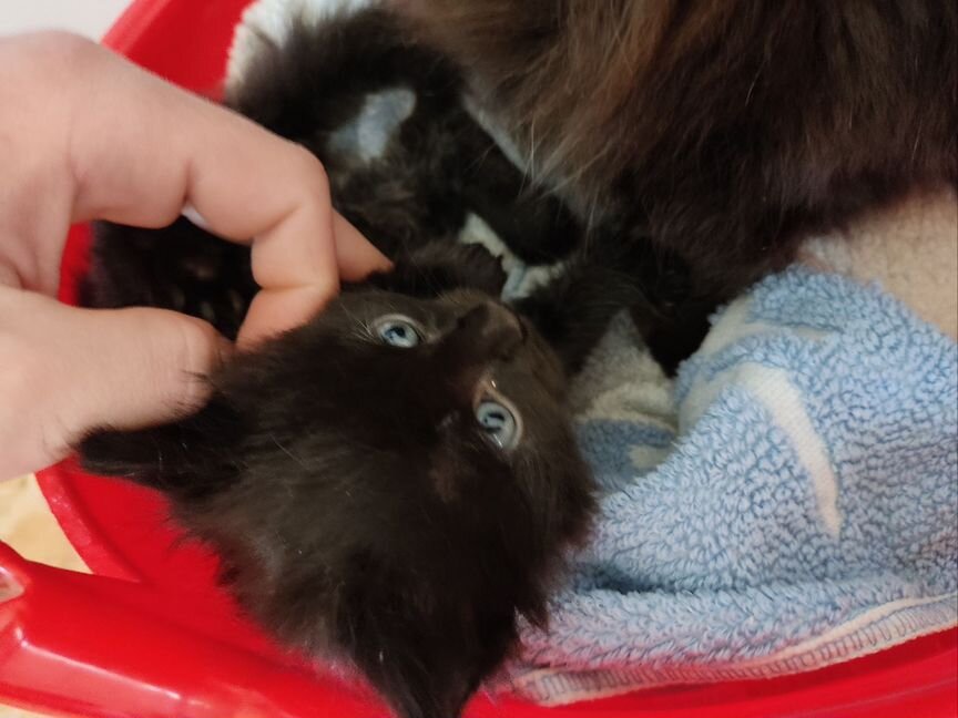 Котята