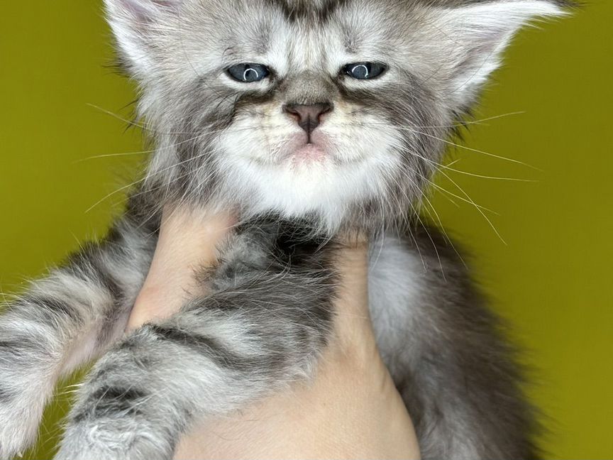 Мейн-кун супер котенок, питомник