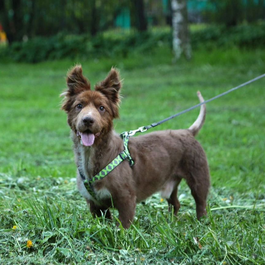 Каштан ищет дом