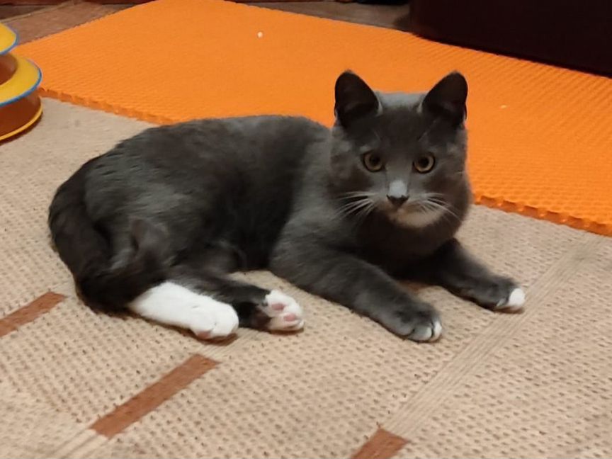 Котик Котенок в дар Витас 6 мес спасеныш