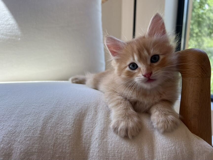 Котята в добрые руки 2 месяца приучены к лотку