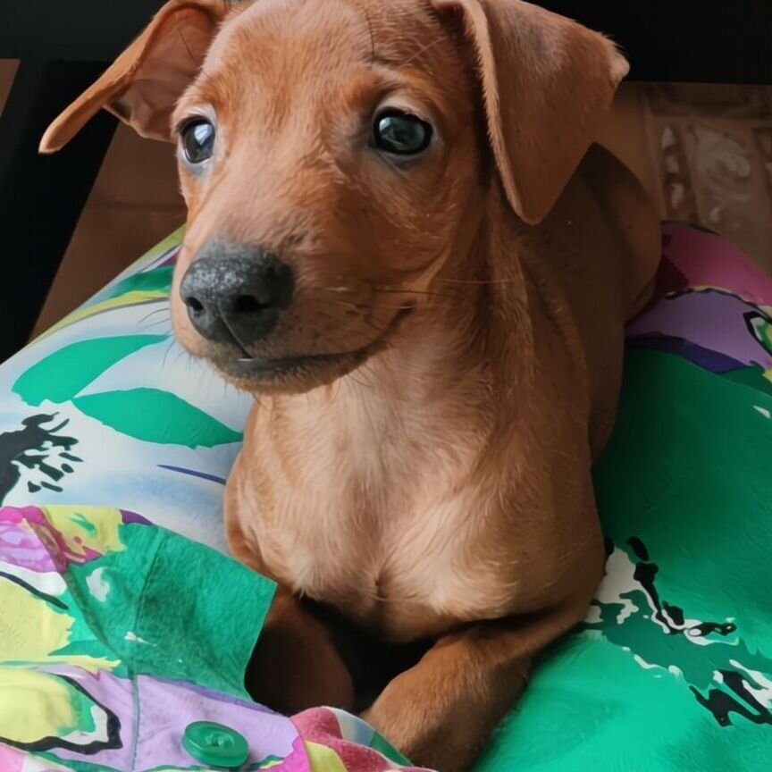 Цвергпинчер, щенок