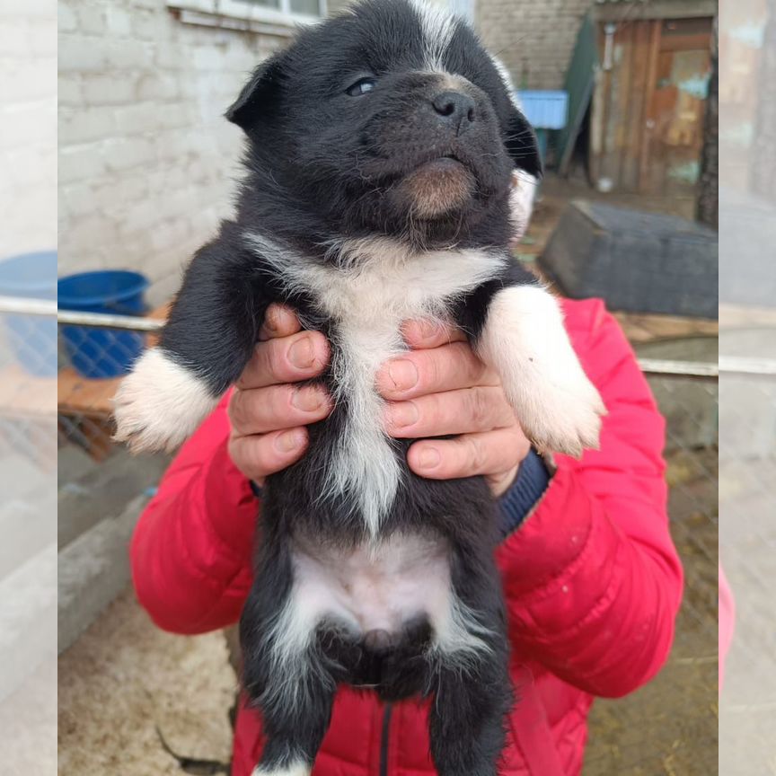 Щенок в добрые руки