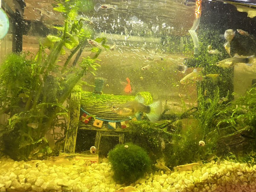 Мальки гуппи