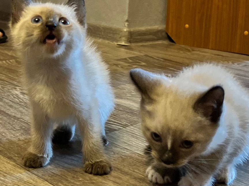 Тайский котенок