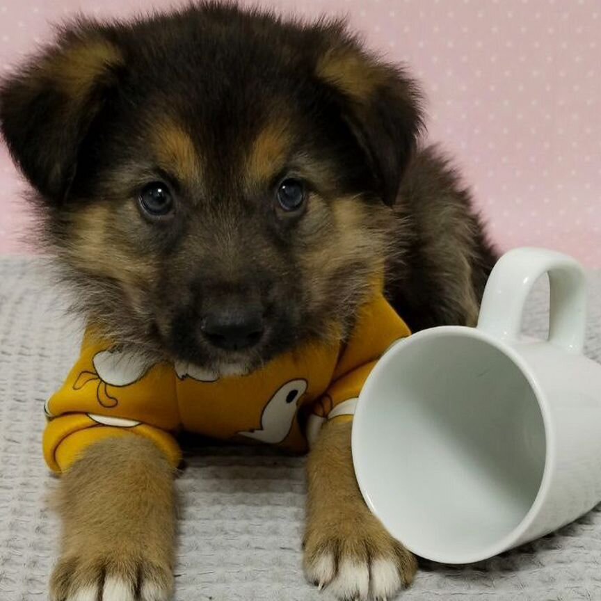 Щенок в добрые руки