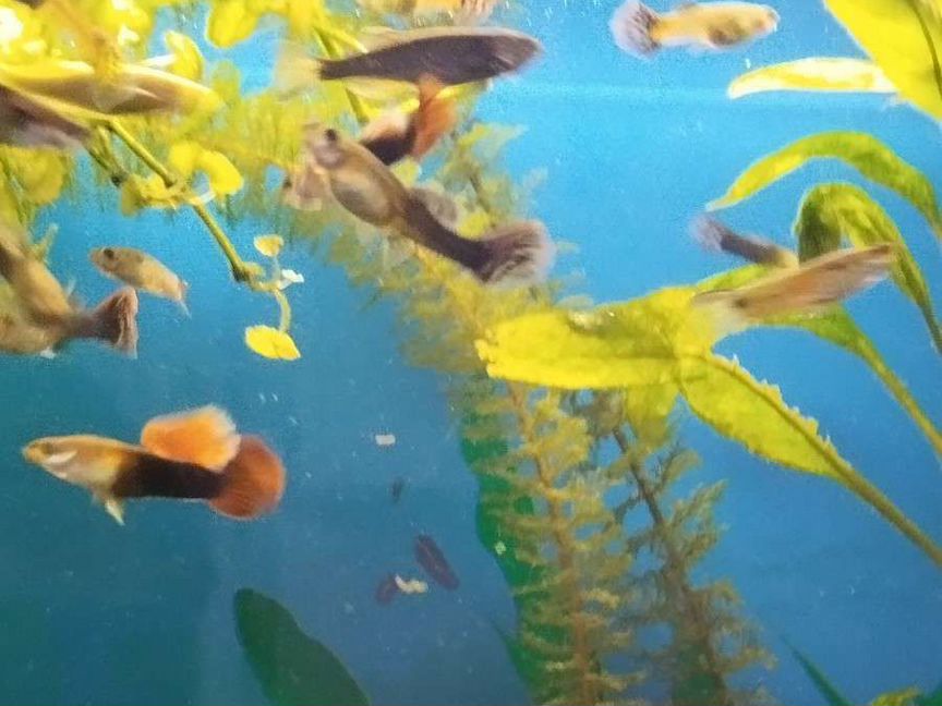 Аквариумные рыбки гуппи