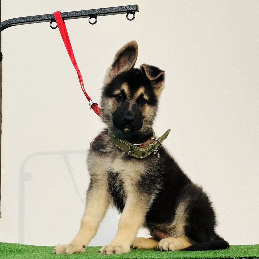 Восточноевропейская овчарка, щенок