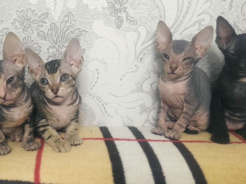 Донской сфинкс