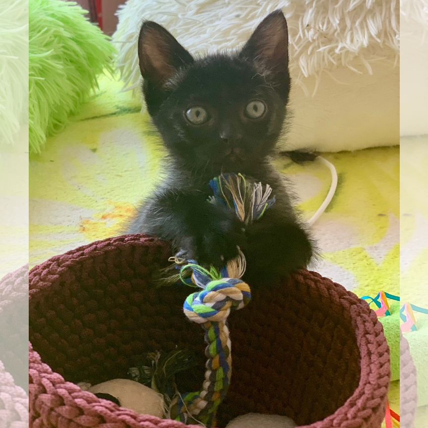 Котёнок в добрые руки