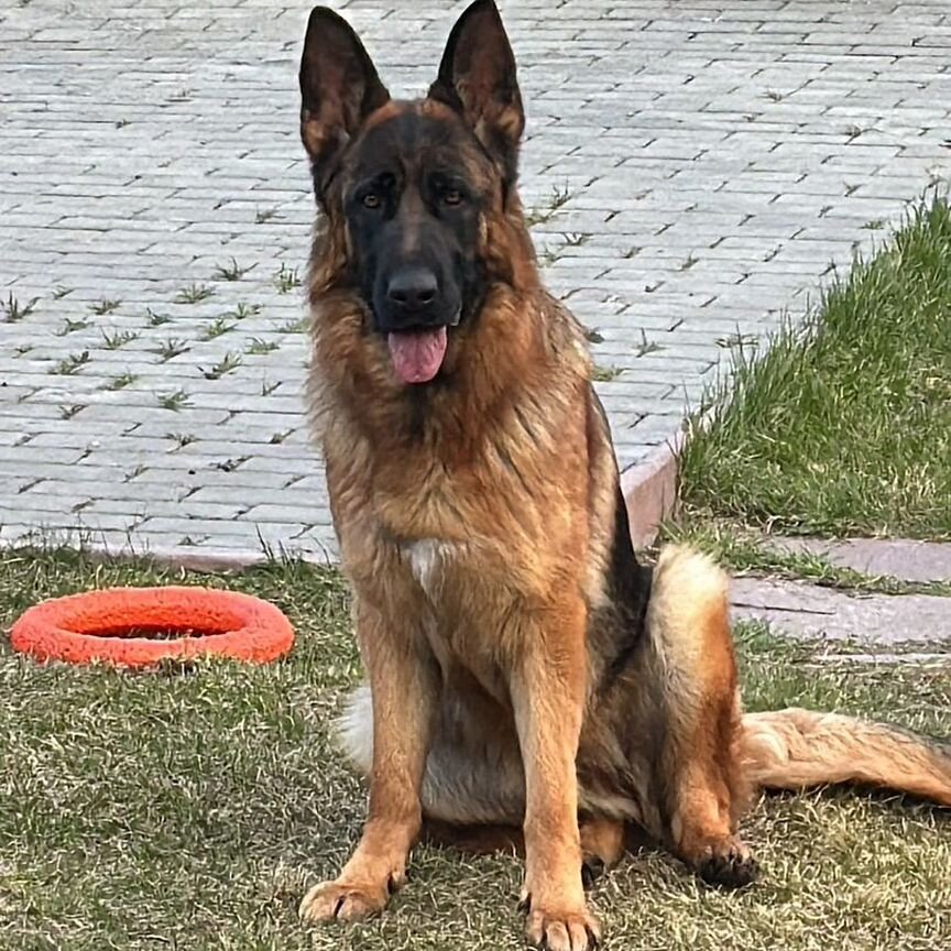 Немецкая овчарка