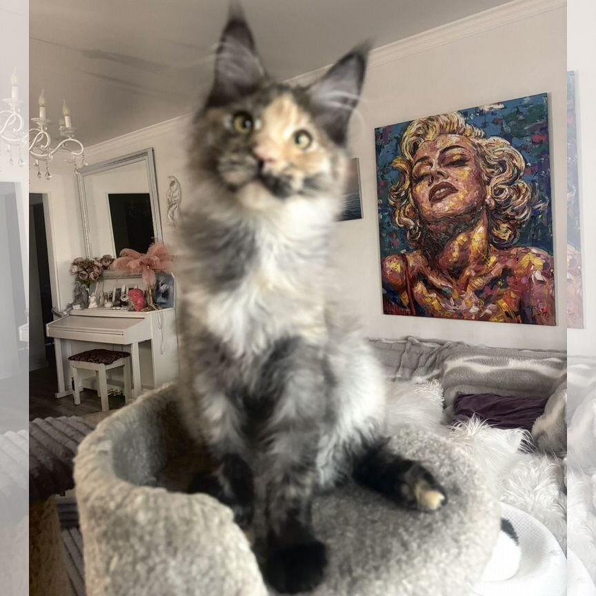 Мейн-кун котёнок