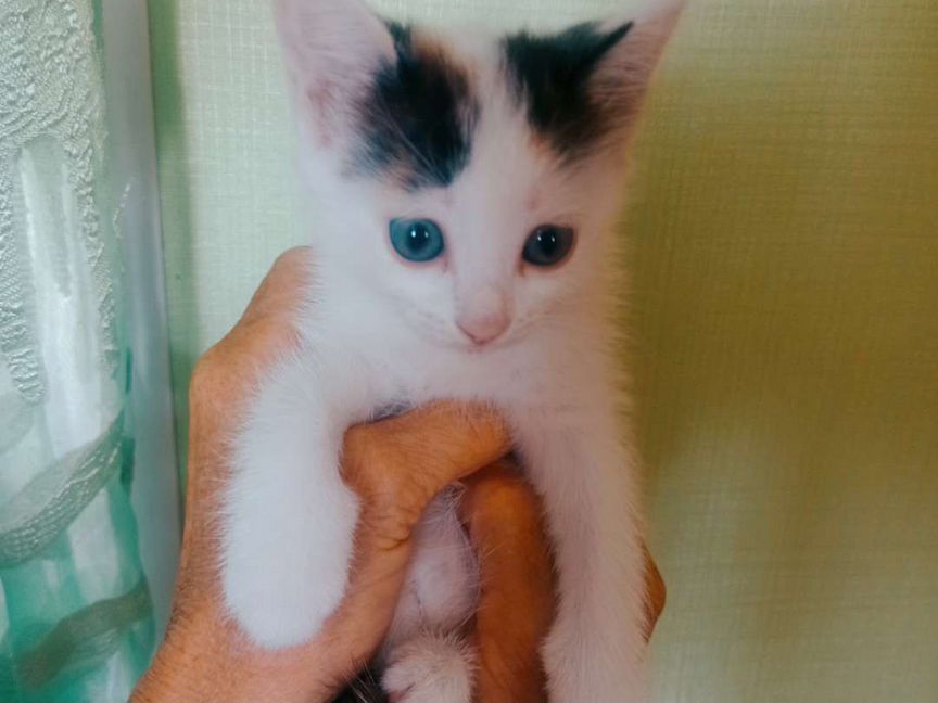 Котята в добрые руки, обе девочки
