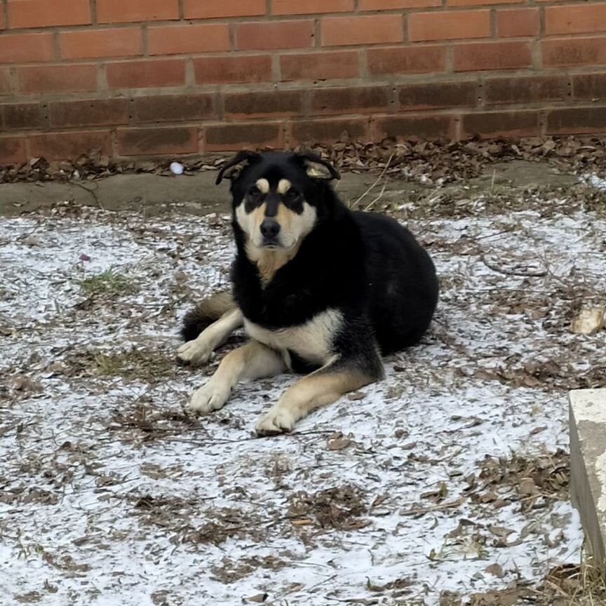 Собака в добрые руки